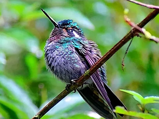 Private Overnight Arenal Volcano Rainforest & Monteverde Cloud Forest